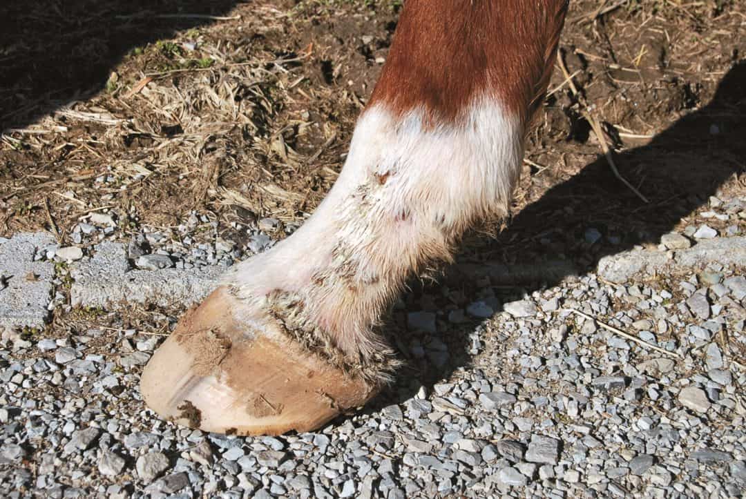 Can Diet Prevent Scratches in Horses? – The Horse