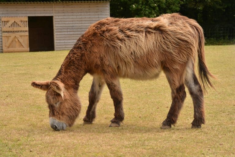 Long in the Ears: Caring for Mules and Donkeys as They Age – The Horse