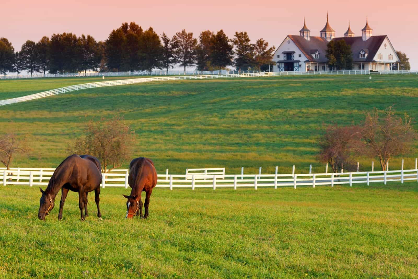 Simple Steps to Improve Pasture Management – The Horse