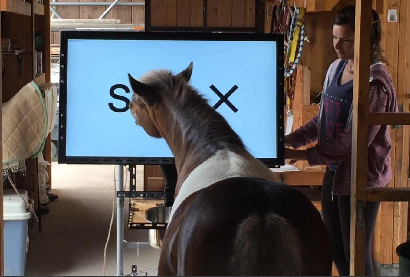 iPads for Horses? Touch-Screen Technology in Equine Research – The Horse