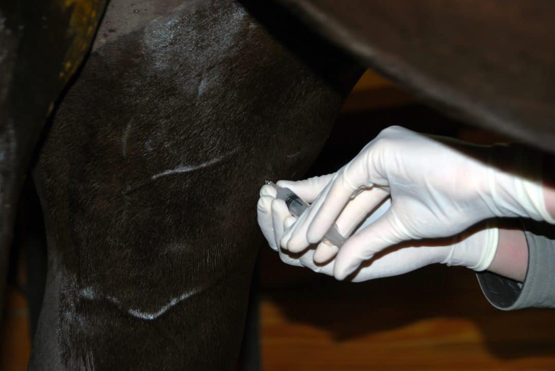 Are Frequent Joint Injections Safe for Horses? – The Horse