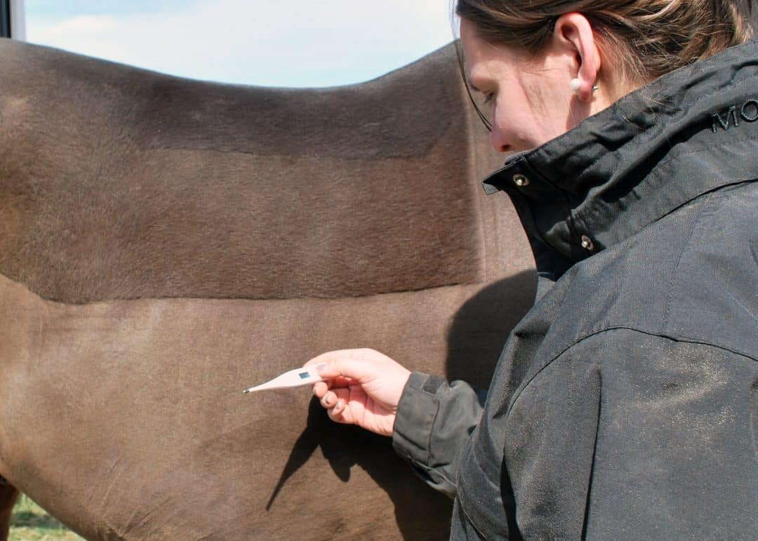 Everything You Need to Know About Fevers in Horses – The Horse