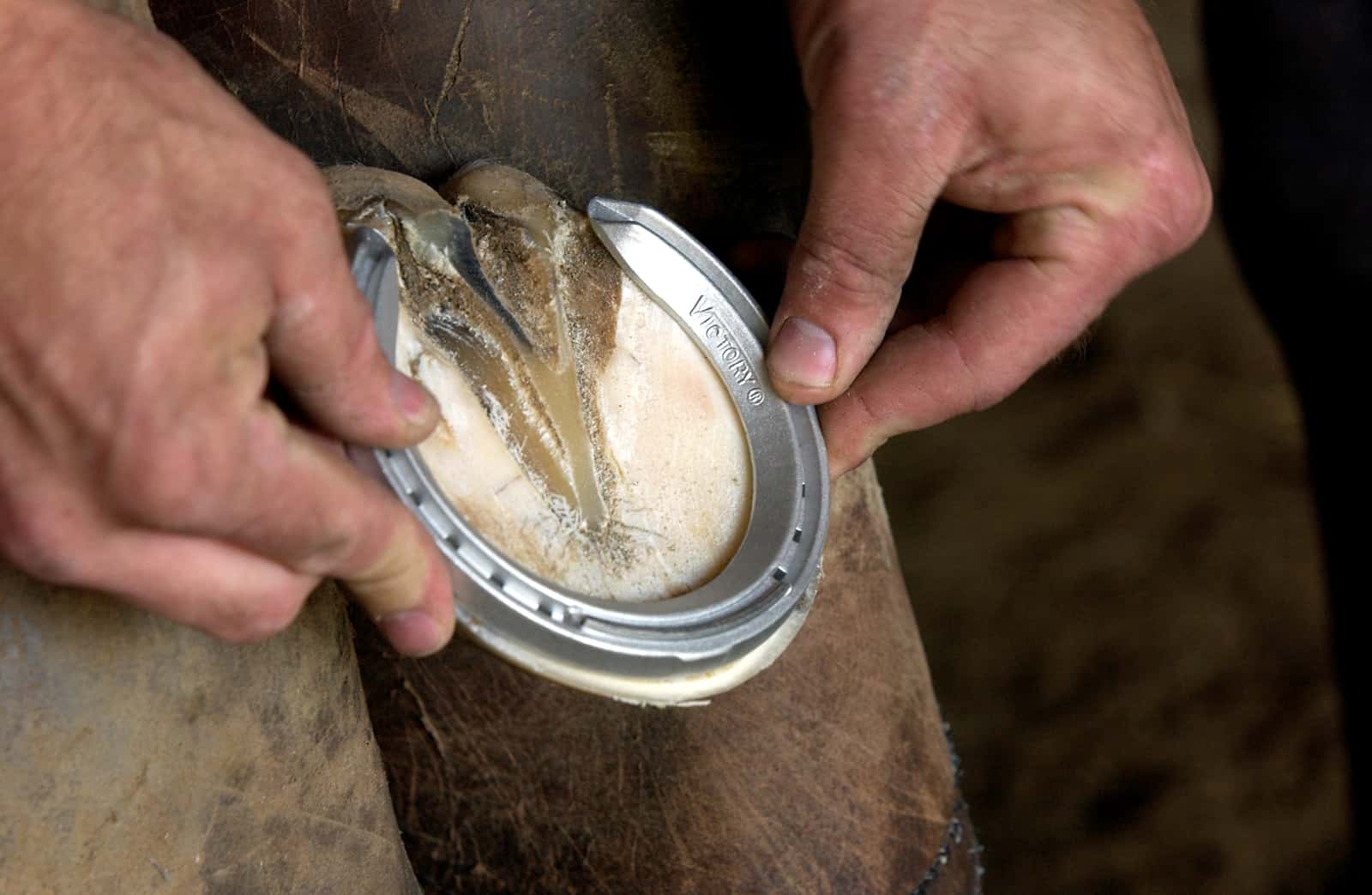 Thoroughbred Hoof Care: Foal to Racehorse to Sport Horse – The Horse