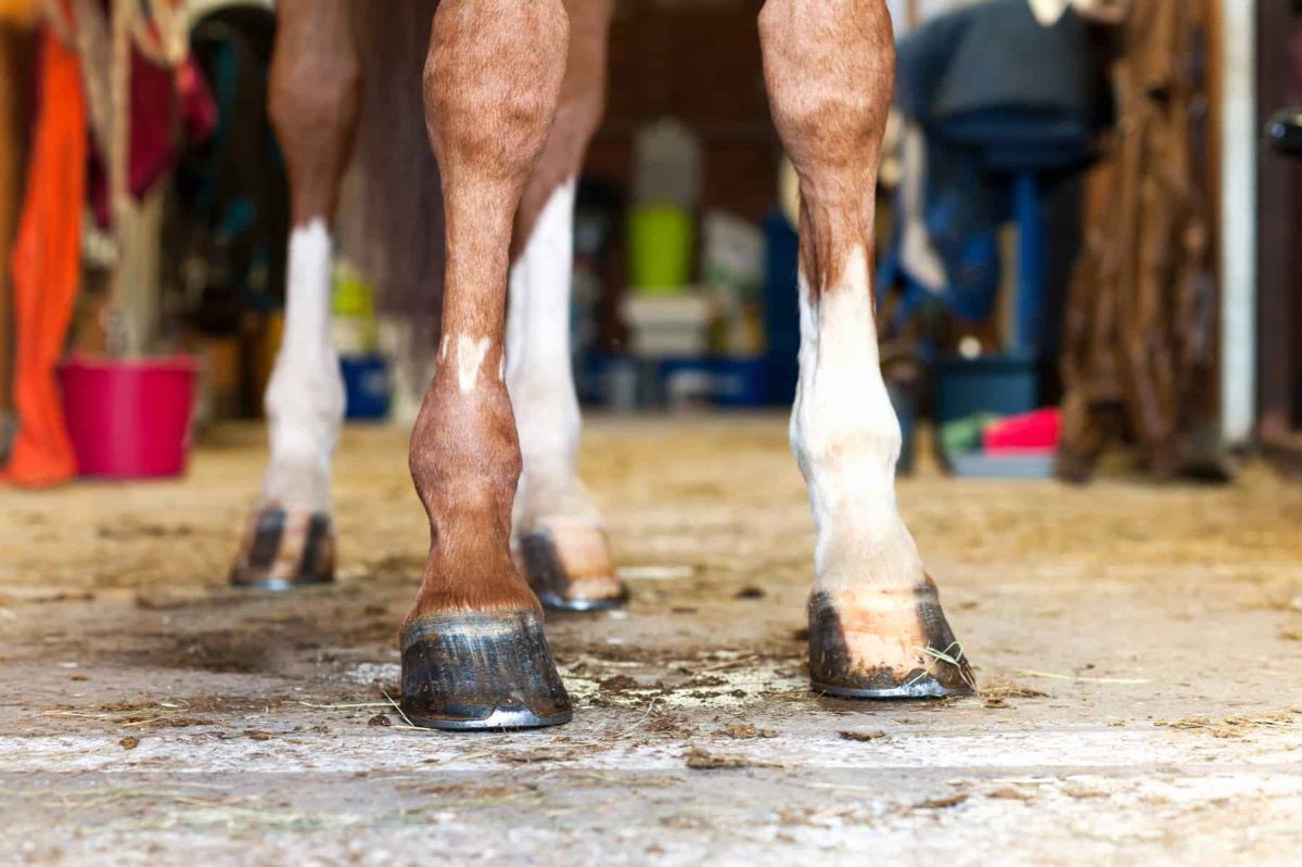 Nutrition for Improved Hoof Health in Horses – The Horse