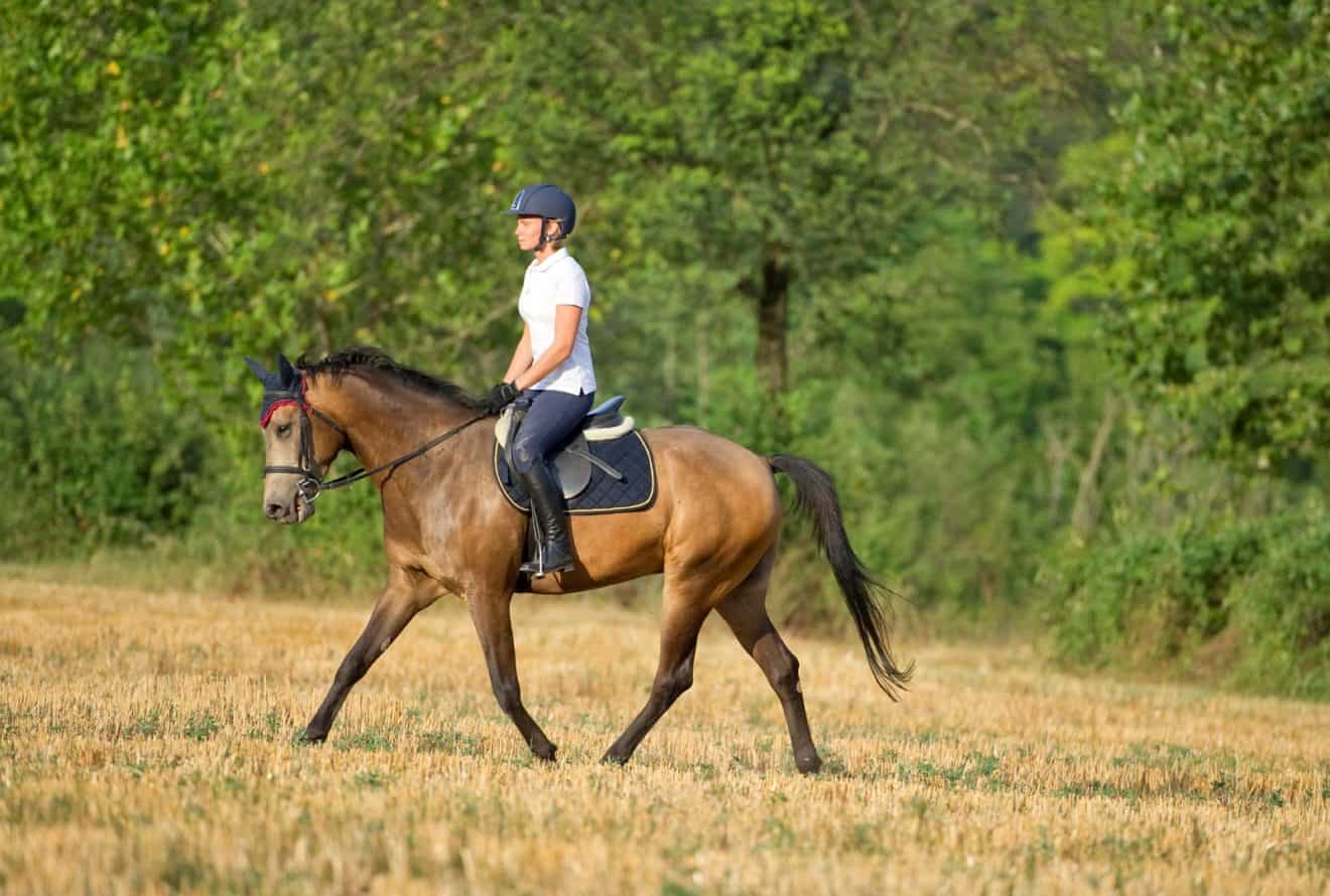 NexHA, The Horse Bring You Equine Fitness and Conditioning Awareness ...