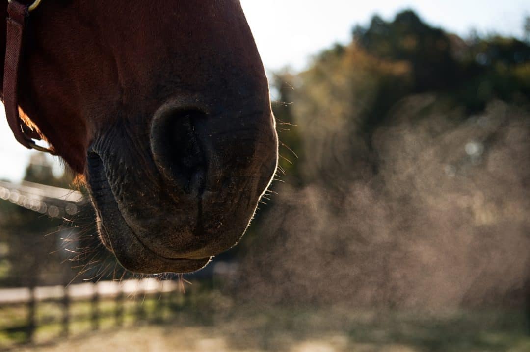 4 Common Equine Respiratory Conditions – The Horse