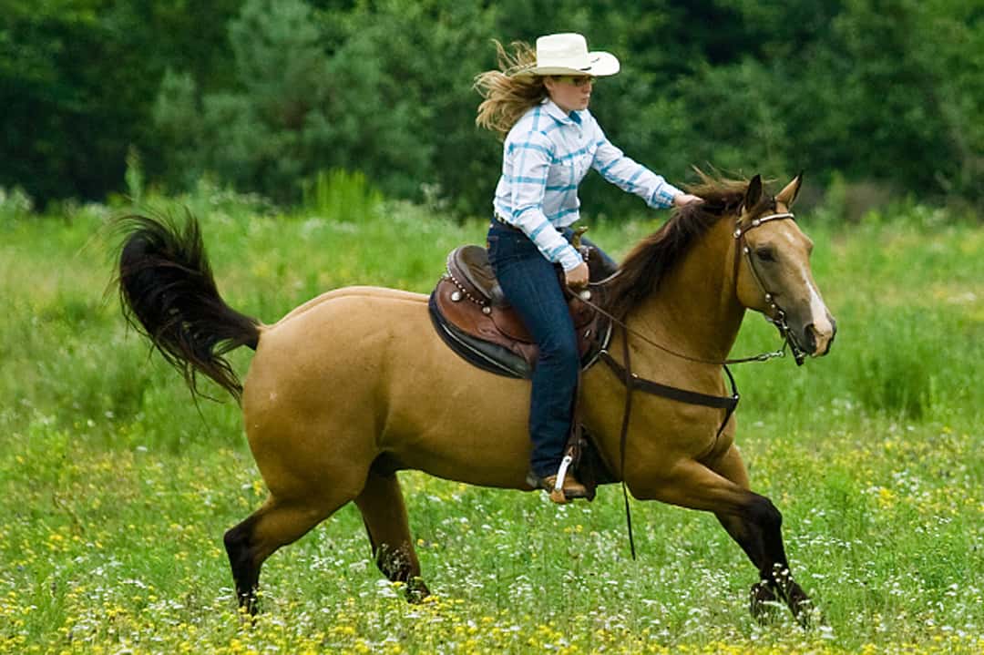 Conditioning Horses – The Horse