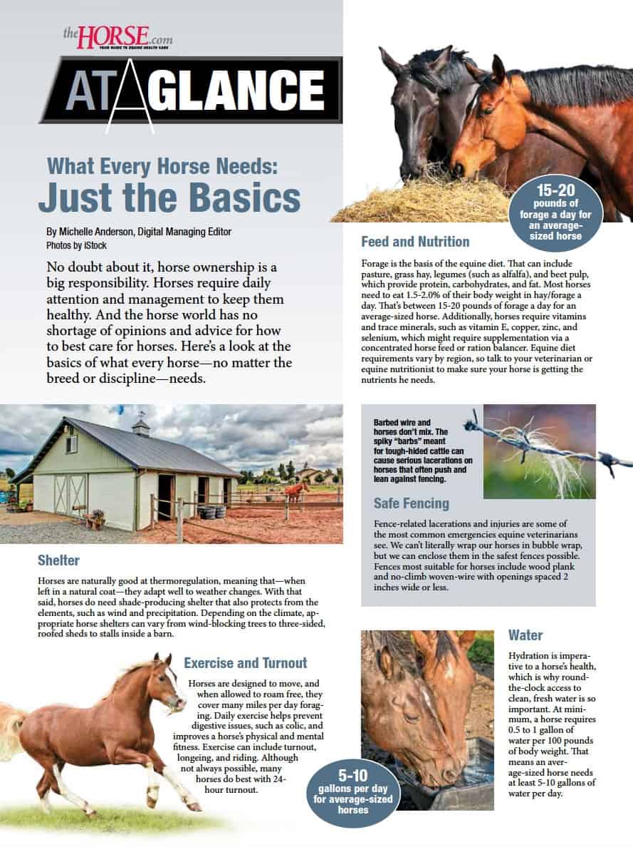 Just the Basics: What Every Horse Needs – The Horse