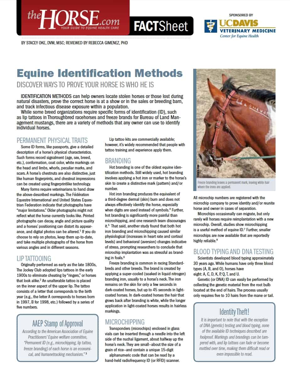 Identification Methods for Horses – The Horse