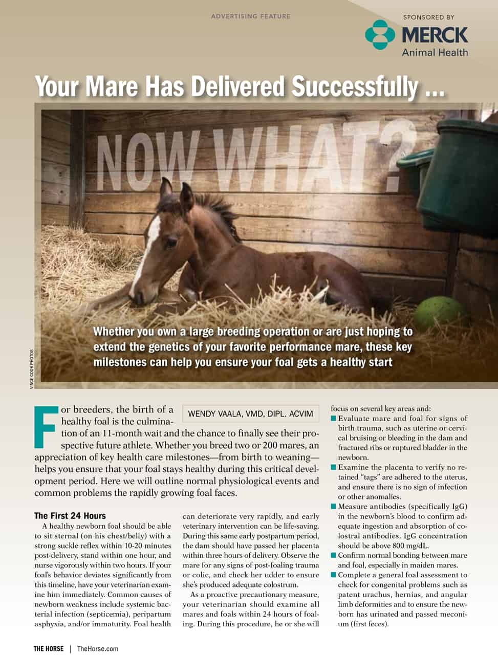 Your Mare has Delivered Successfully: Now What? – The Horse