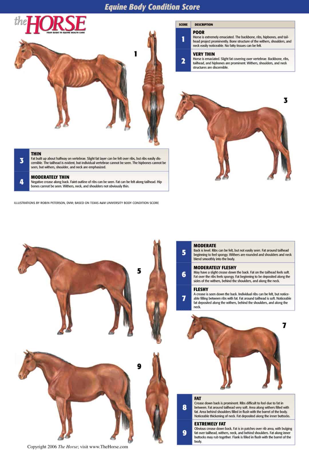 Equine Body Condition: From Too Fat to Too Thin to Just Right – The Horse