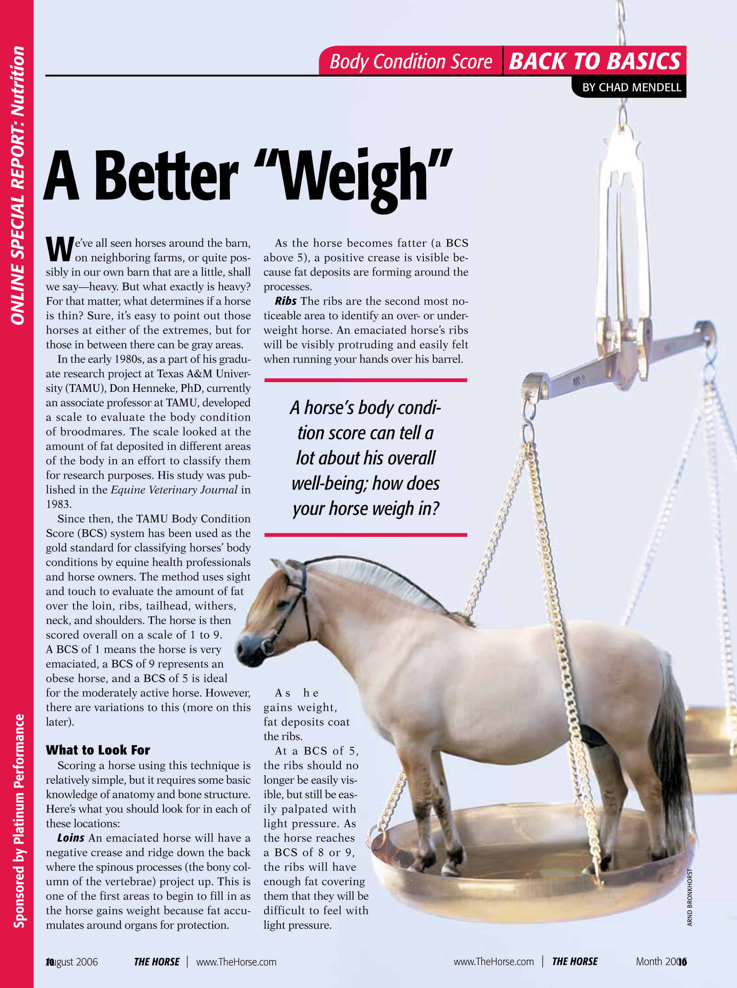 Body Condition Score: Back to Basics – The Horse