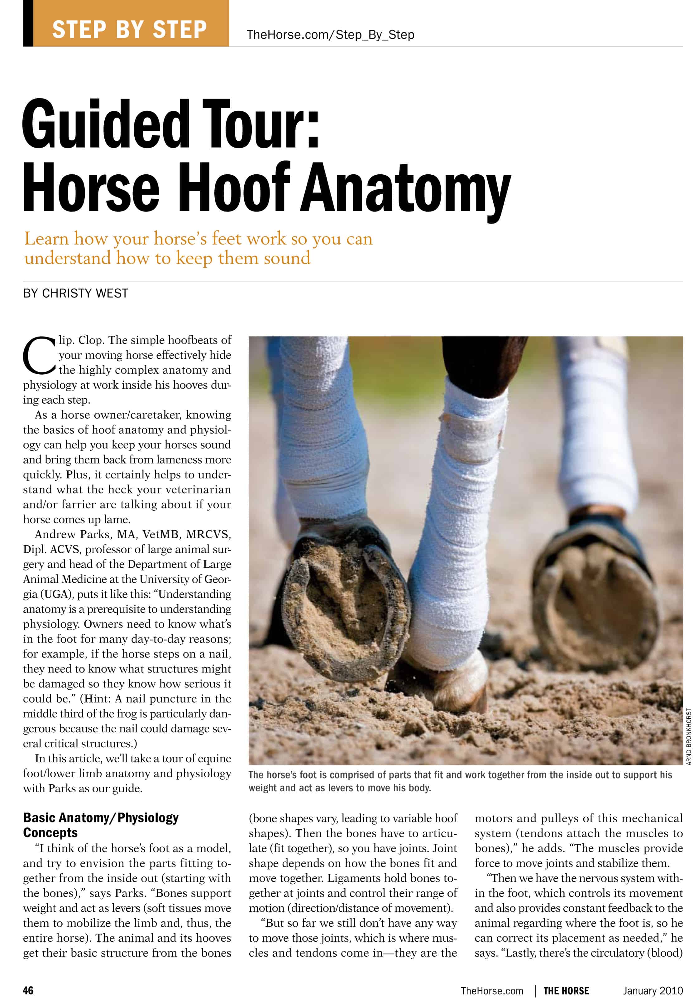 Guided Tour: Horse Hoof Anatomy – The Horse