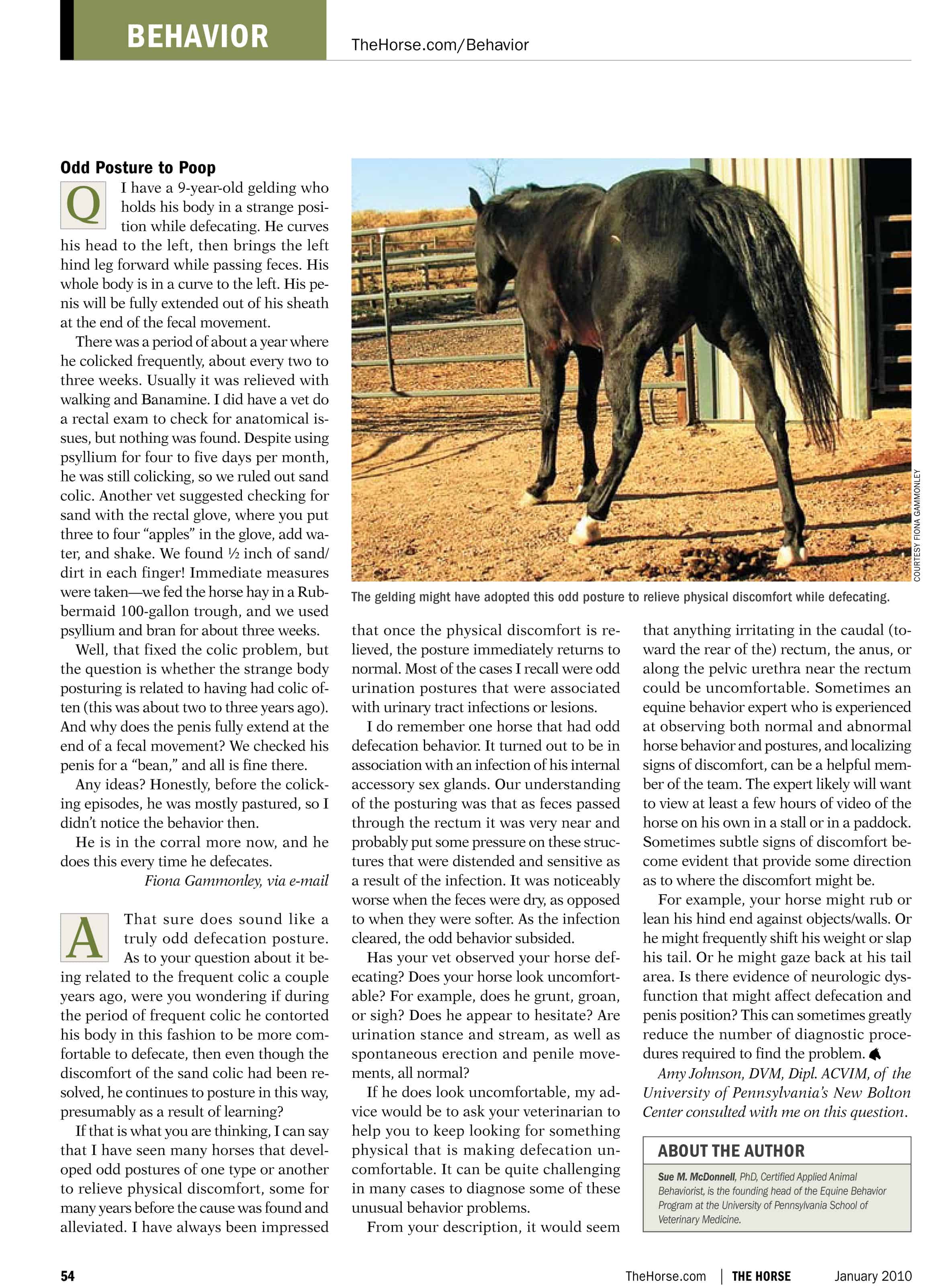 Odd Posture to Poop – The Horse