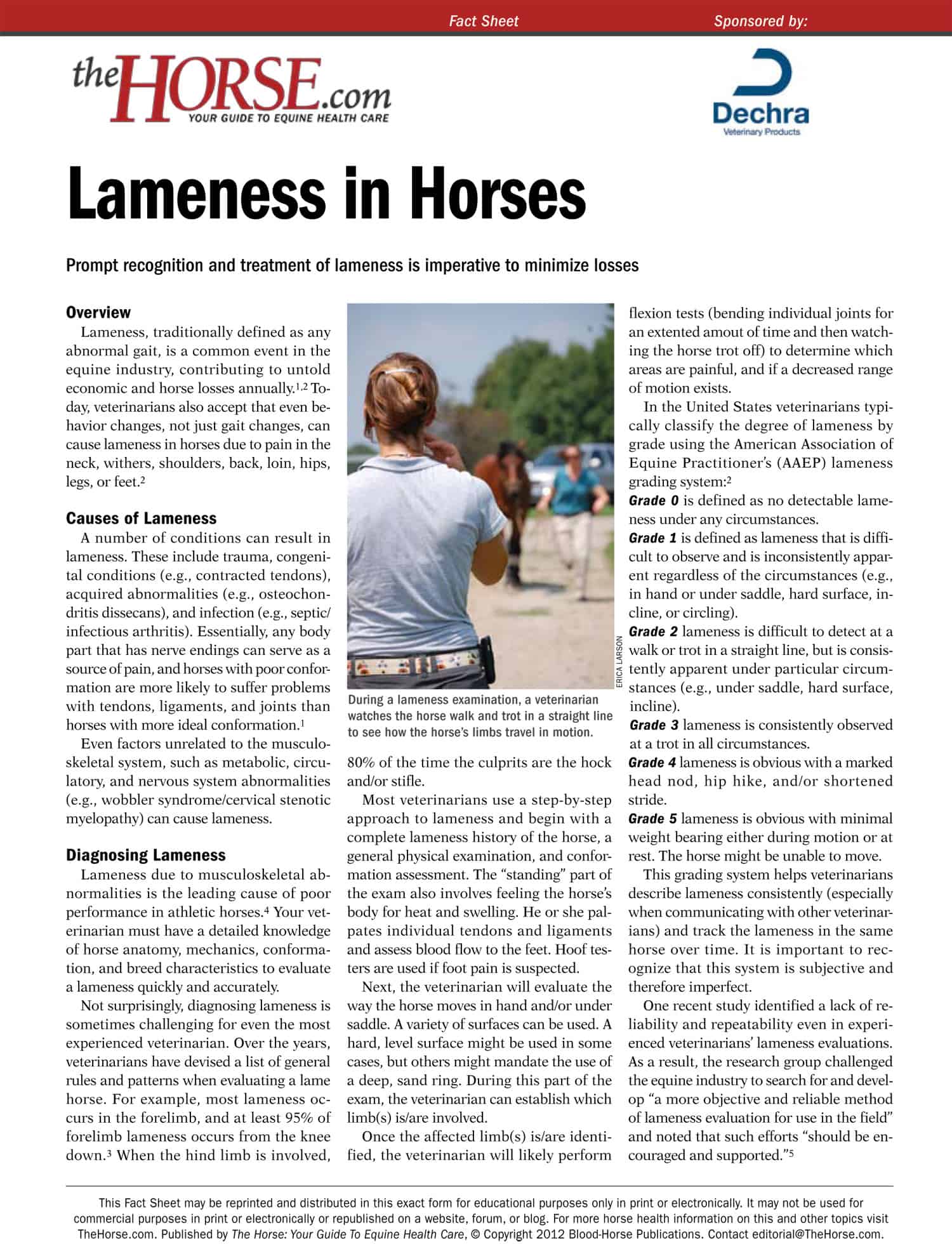 Equine Lameness – The Horse