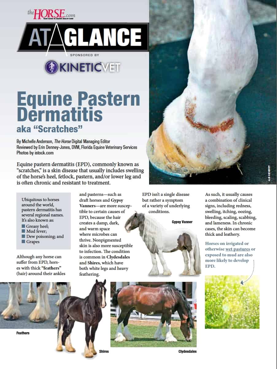 Equine Pastern Dermatitis – The Horse