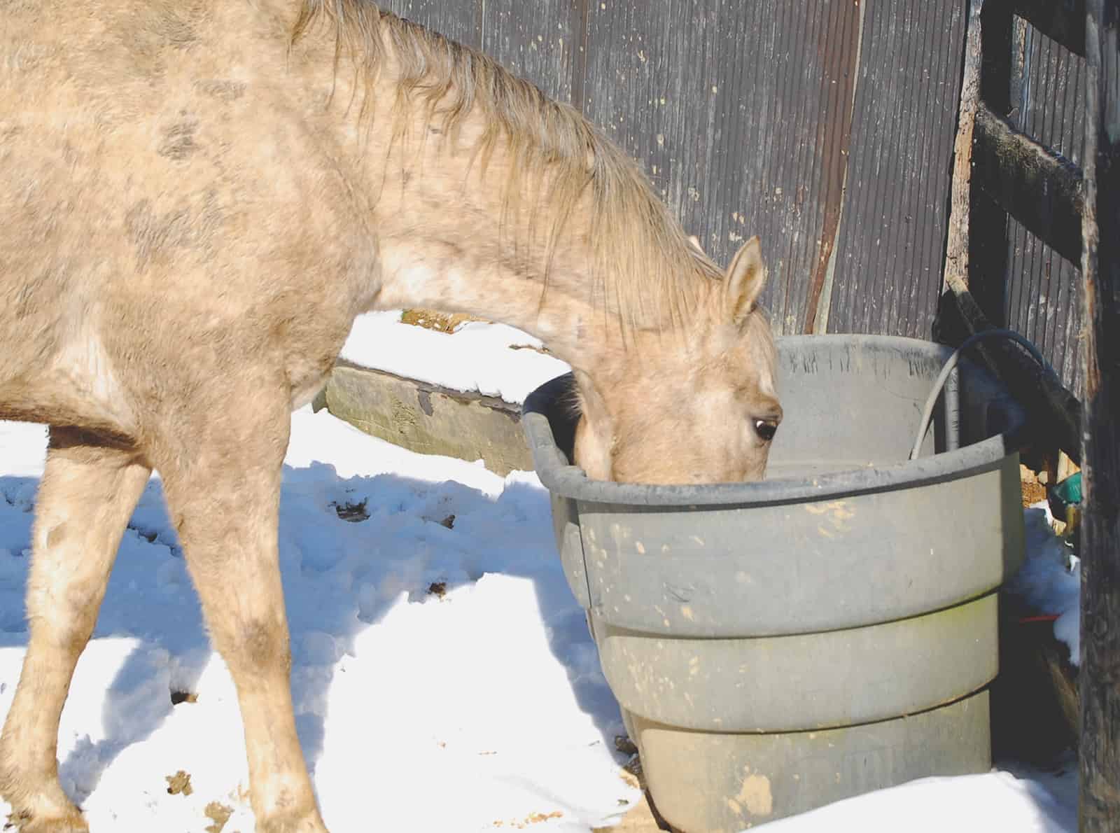 Keeping Water Troughs Thawed With or Without a Heater – The Horse