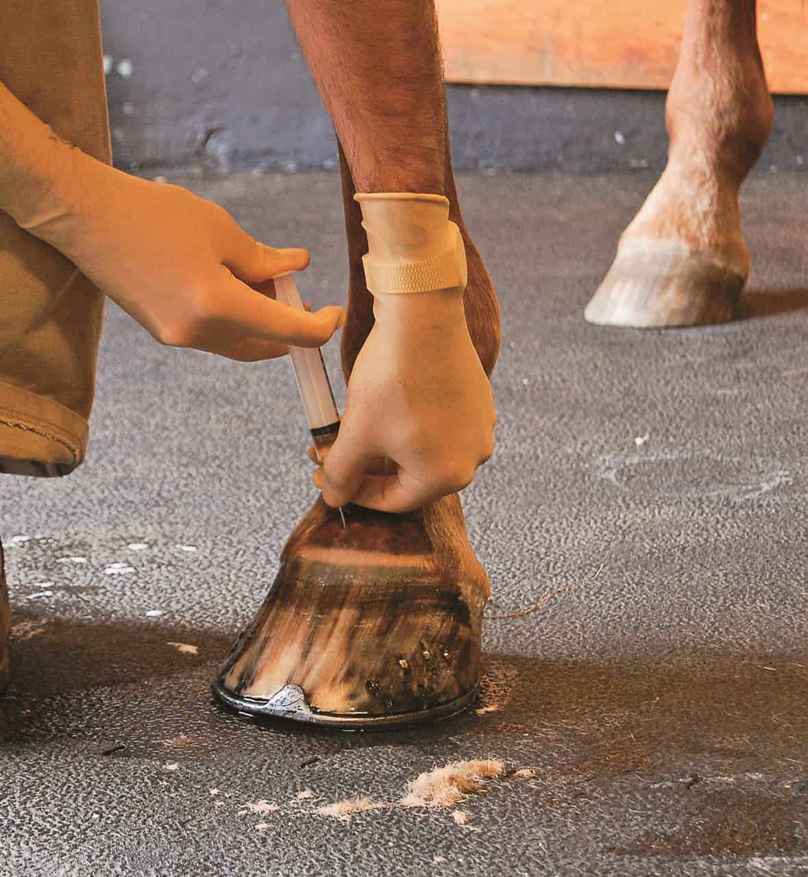 Transporting Horses Post-Joint Injection – The Horse