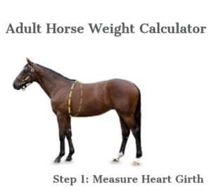 Adult Horse Weight Calculator – The Horse