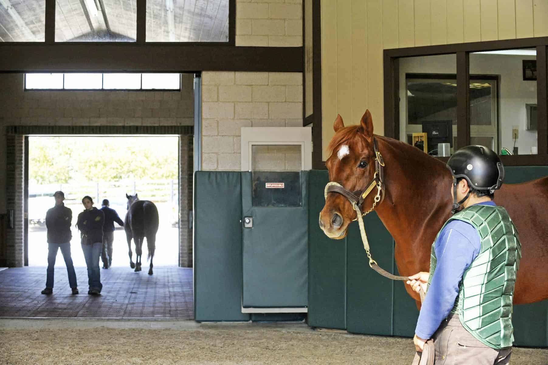 Common Stallion Reproductive Disorders – The Horse