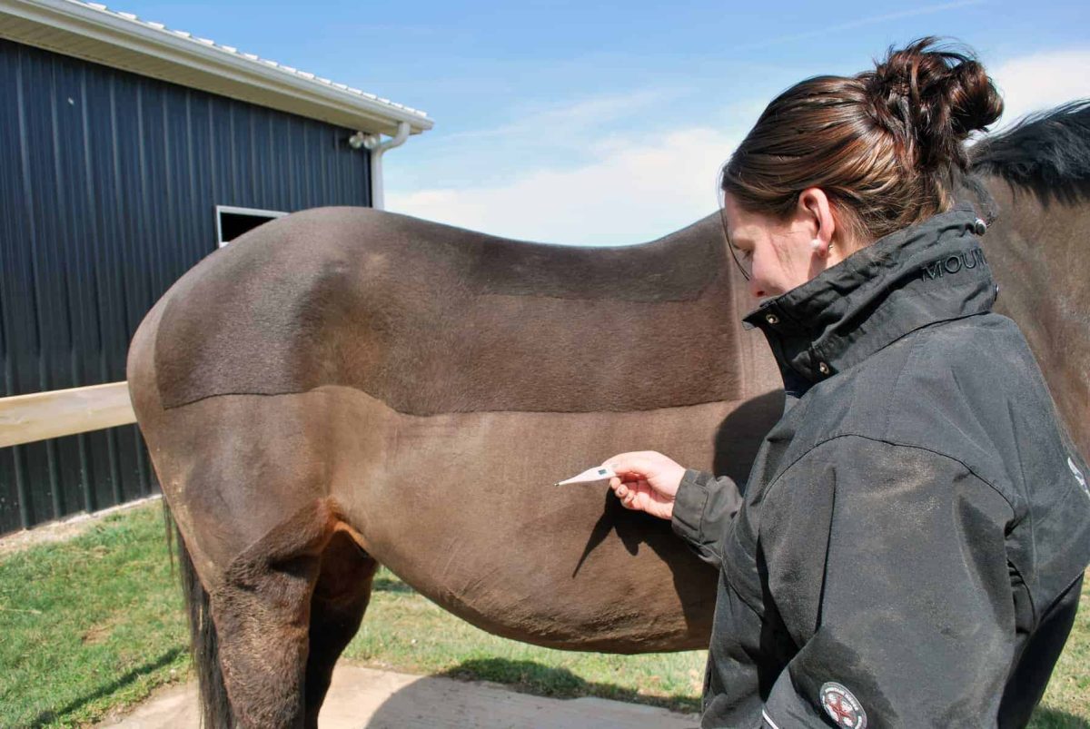 Understanding Inflammation in Horses – The Horse