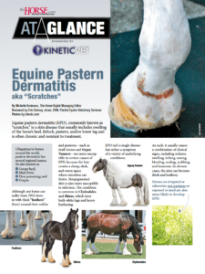 Equine Pastern Dermatitis – The Horse