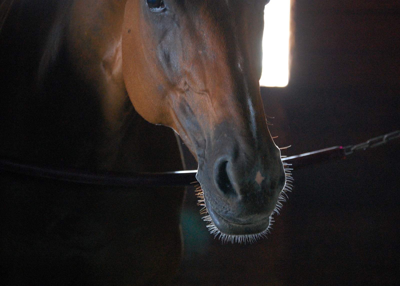 Airway Remodeling in Heaves – The Horse