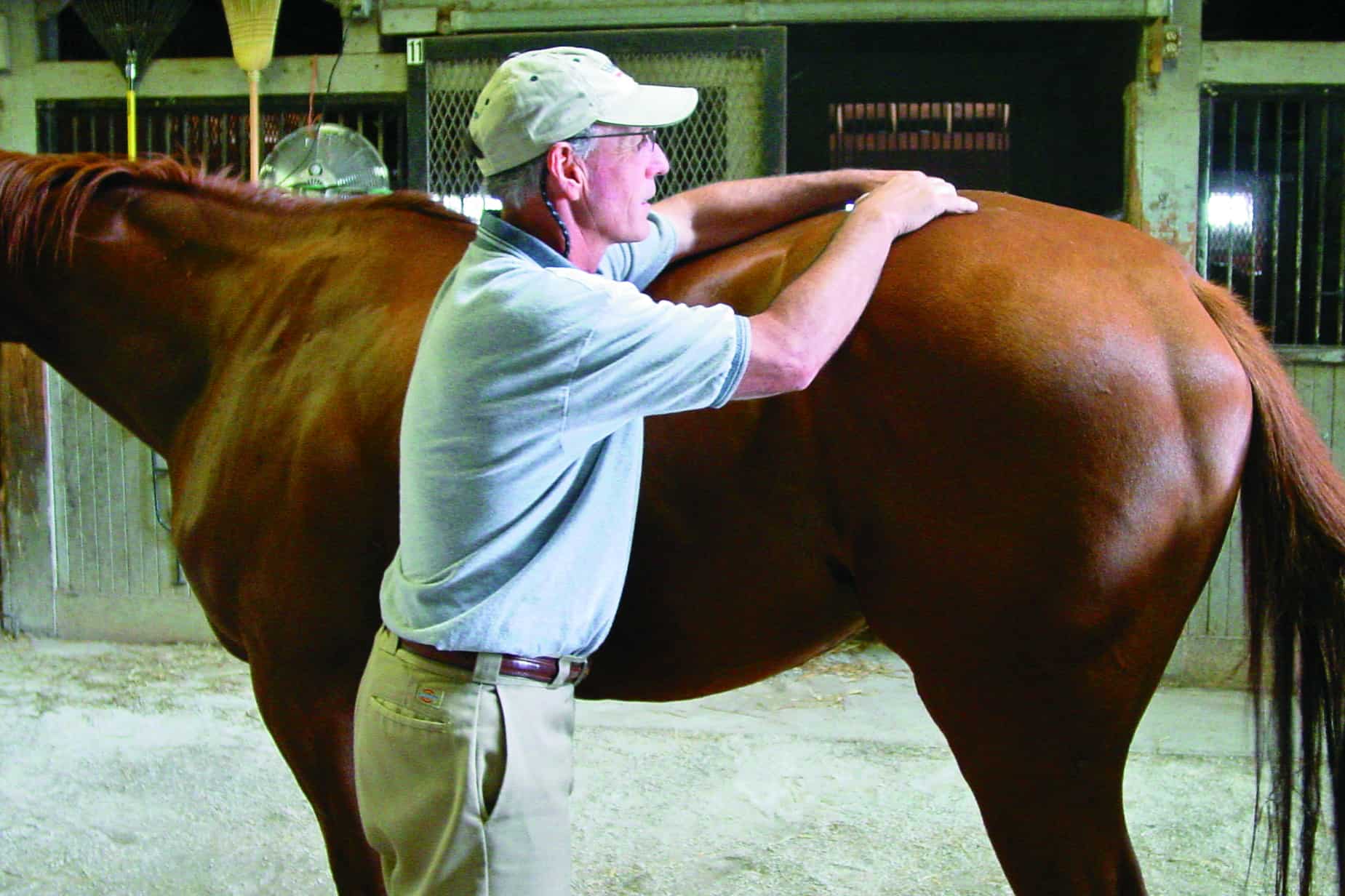 Back Problems and Therapeutic Options – The Horse