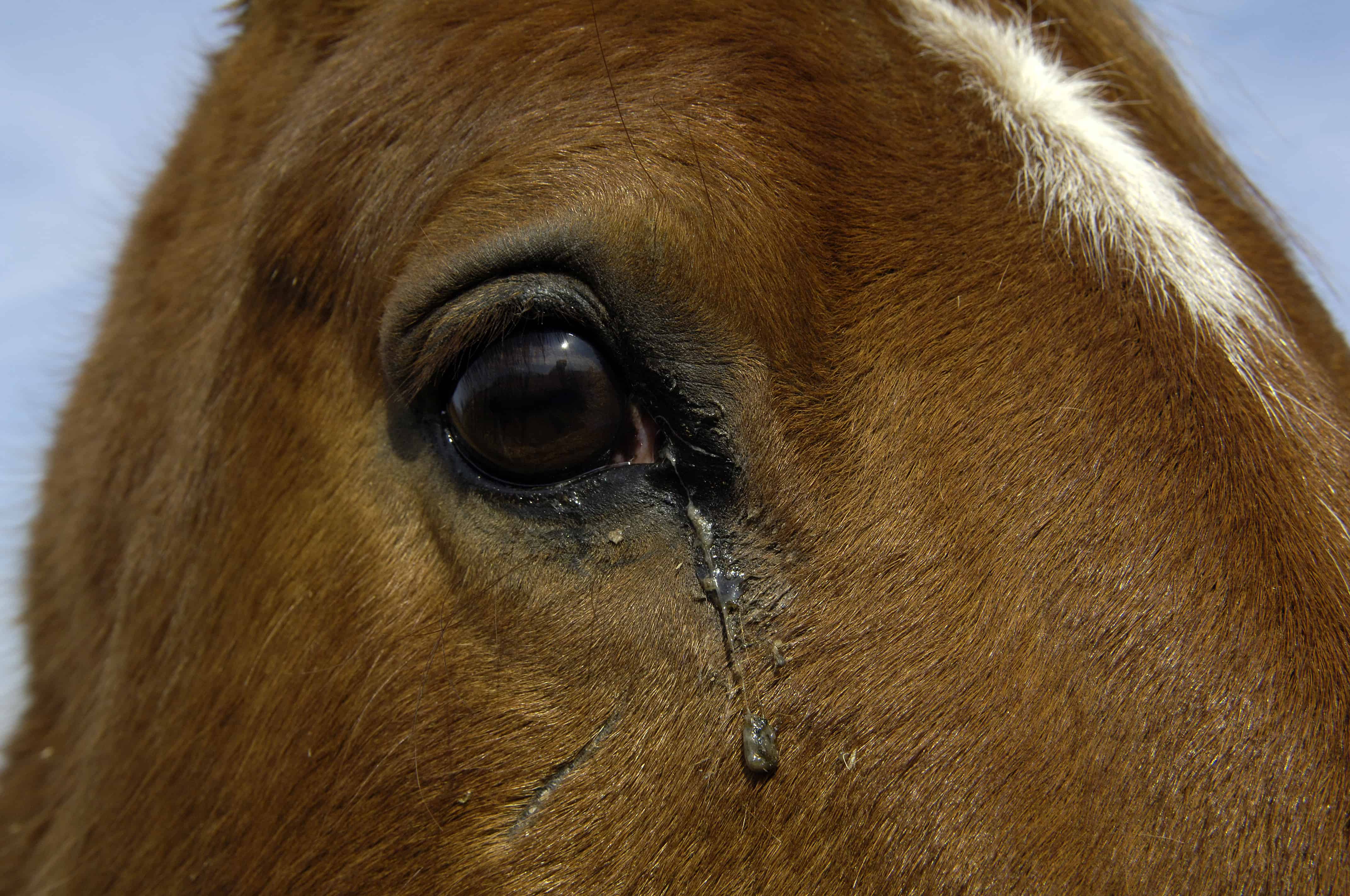 Veterinary Ophthalmology – The Horse