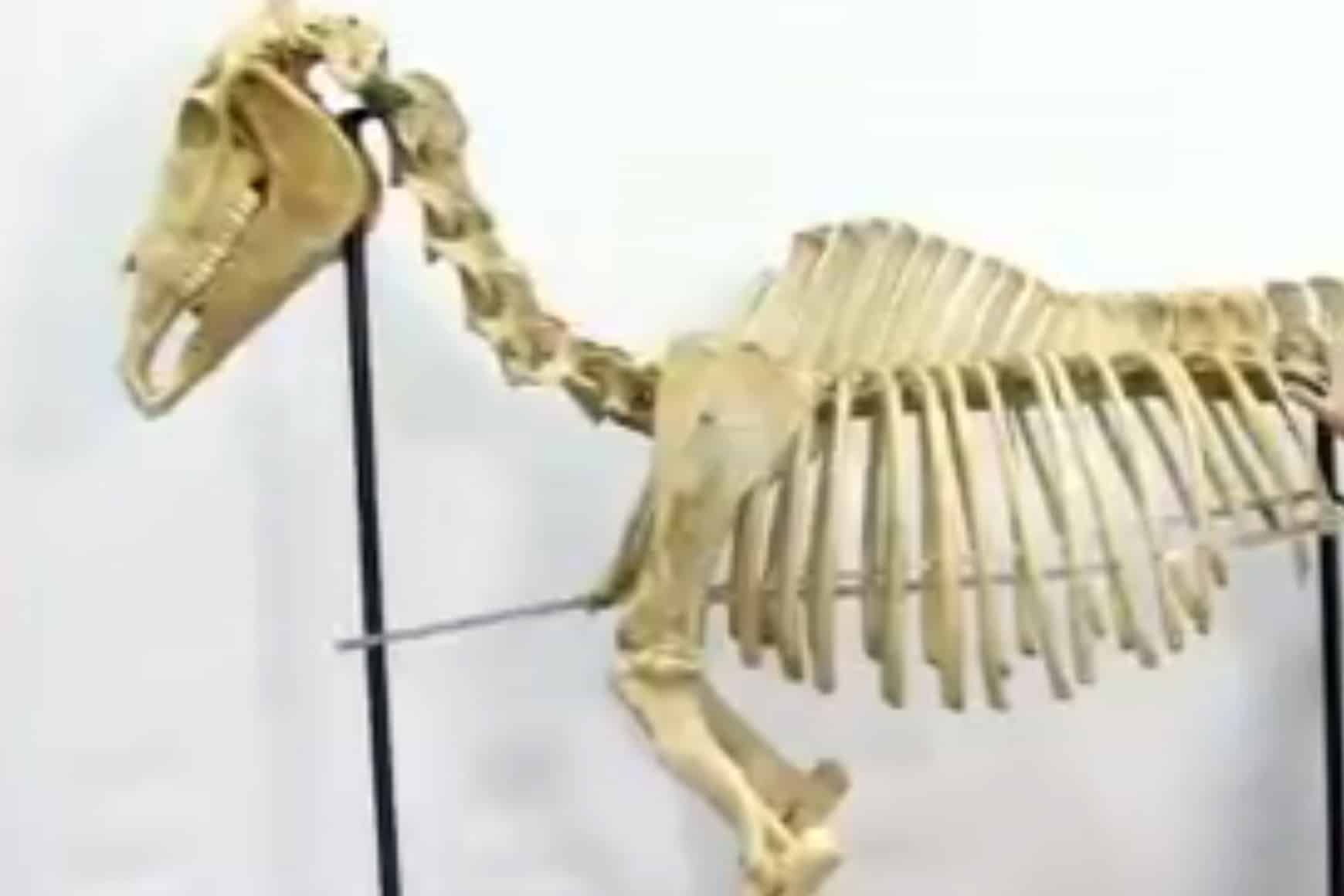 The Horse's Skeleton: Overview – The Horse