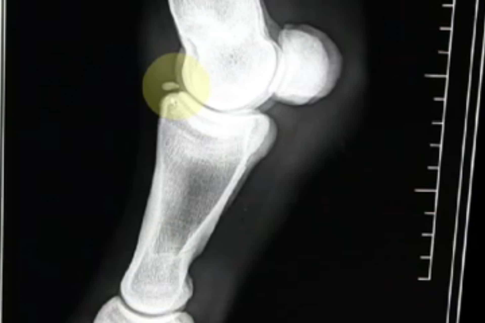 Case Study: Fetlock Bone Chip – The Horse