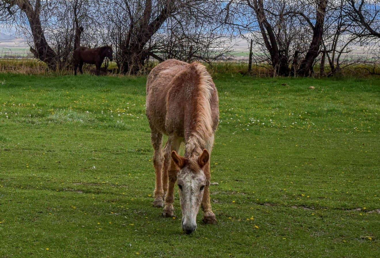 What To Do About a Mule’s Hay Belly – The Horse