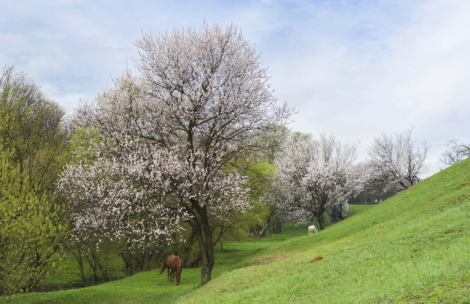 Introducing Horses to Growing Spring Pastures – The Horse