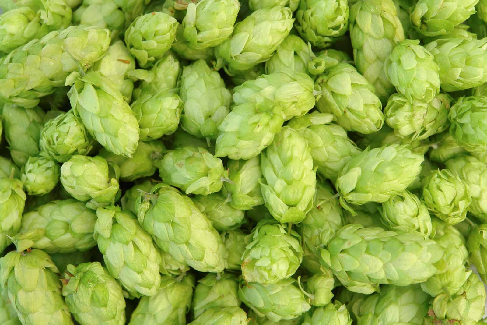 Study: Hops Can Help Reduce Fructan Fermentation – The Horse