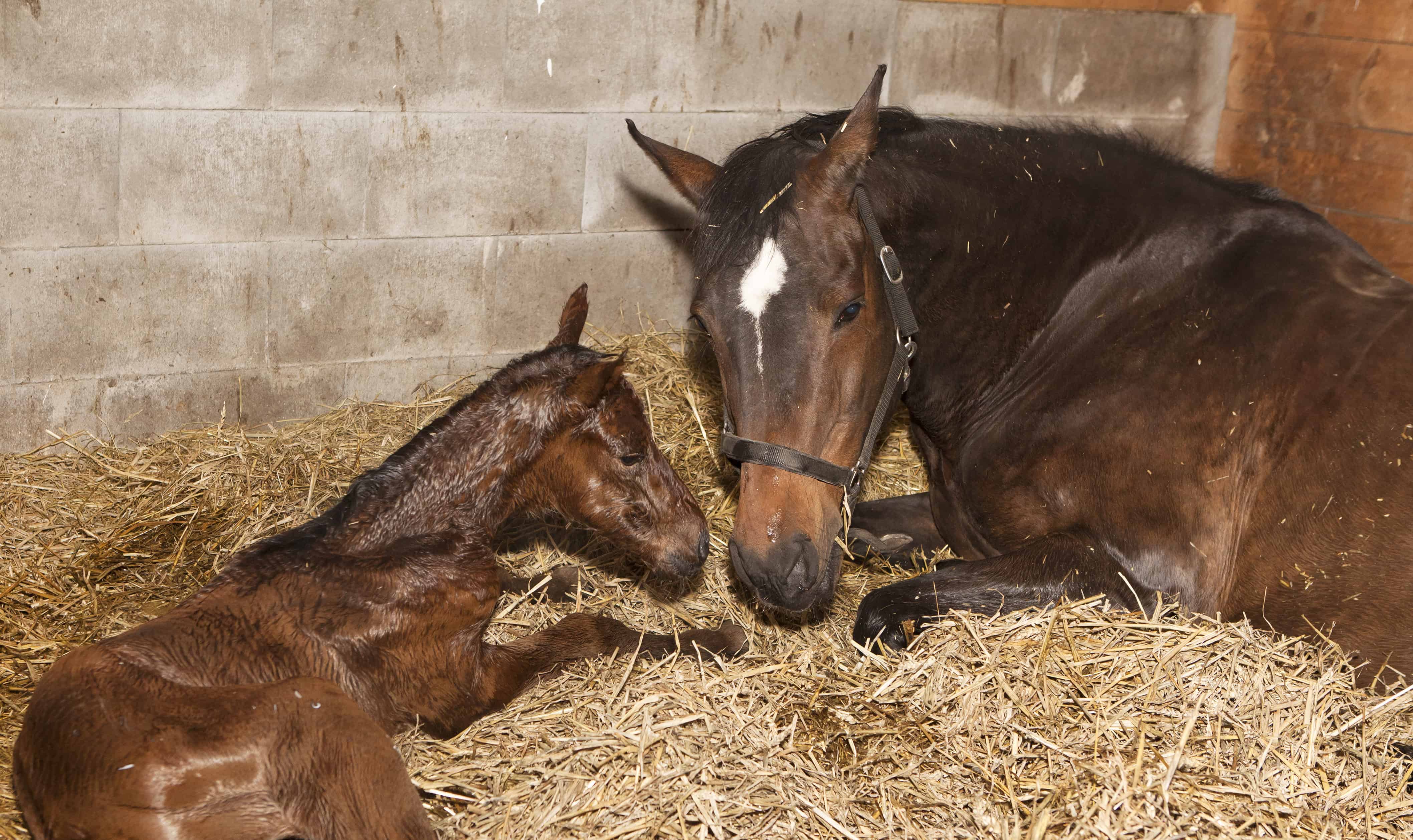 10 Foal Care Resources on TheHorse.com – The Horse