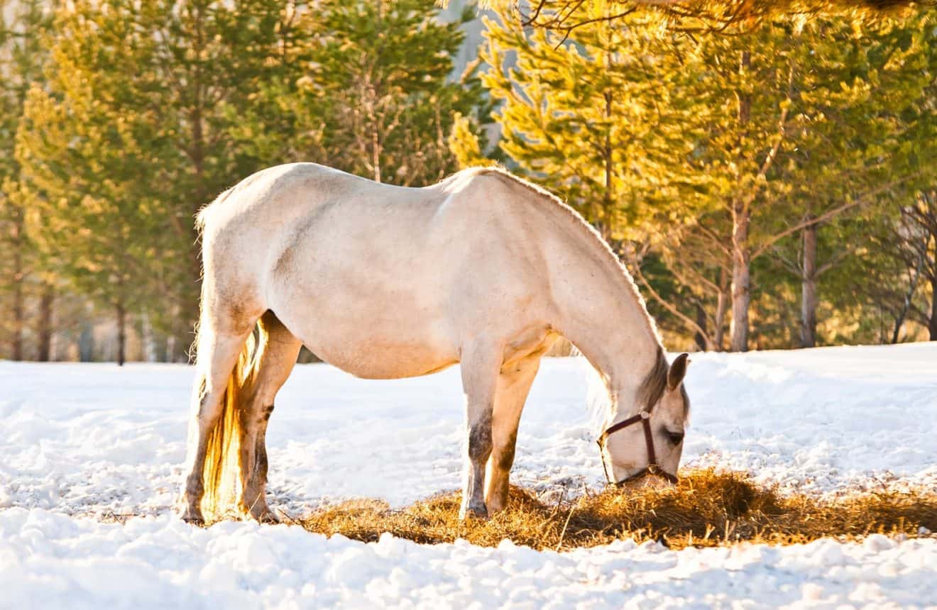 Feeding the Late-Gestation Broodmare – The Horse