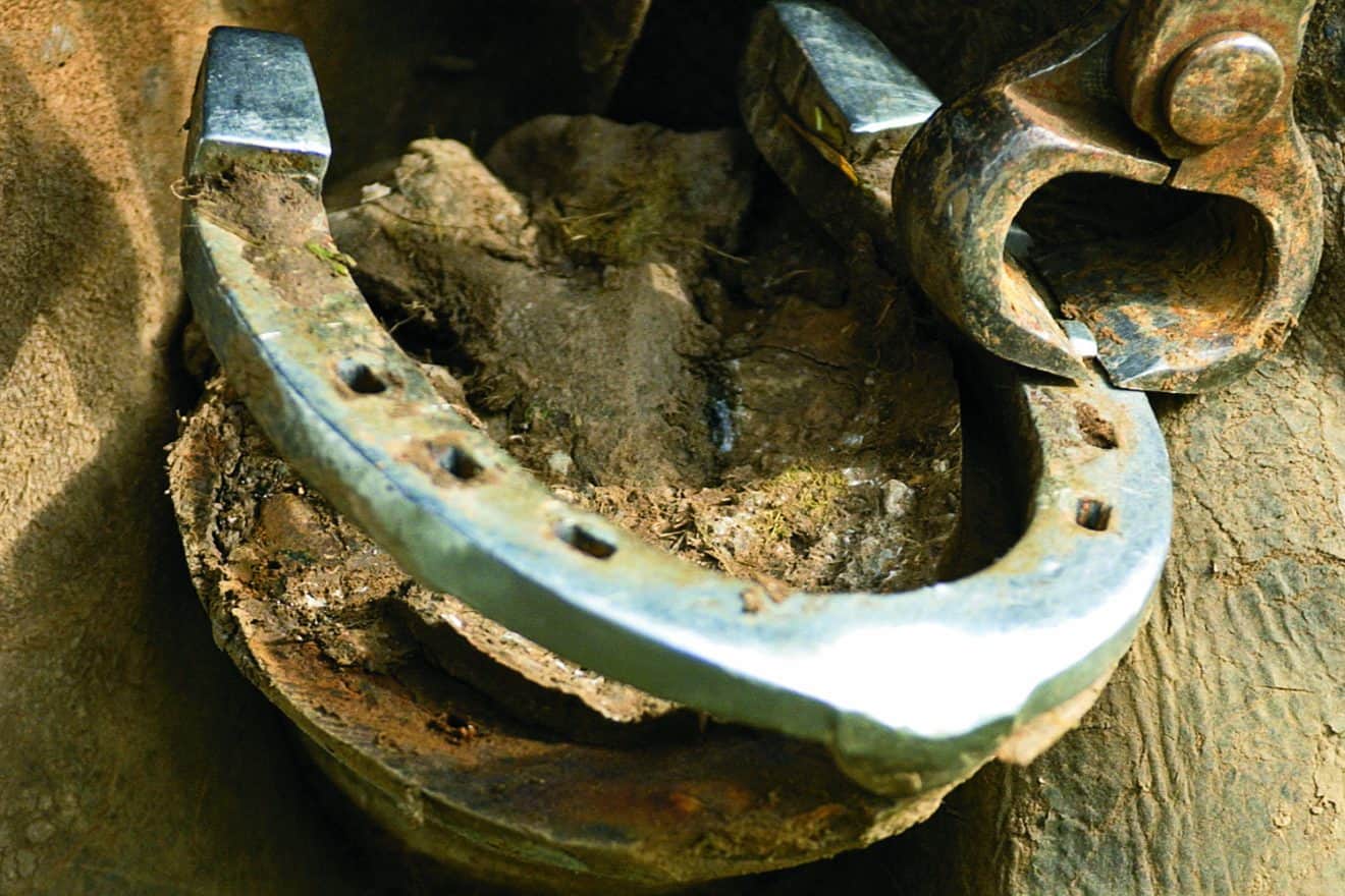 Emergency Shoe Removal for Horses – The Horse