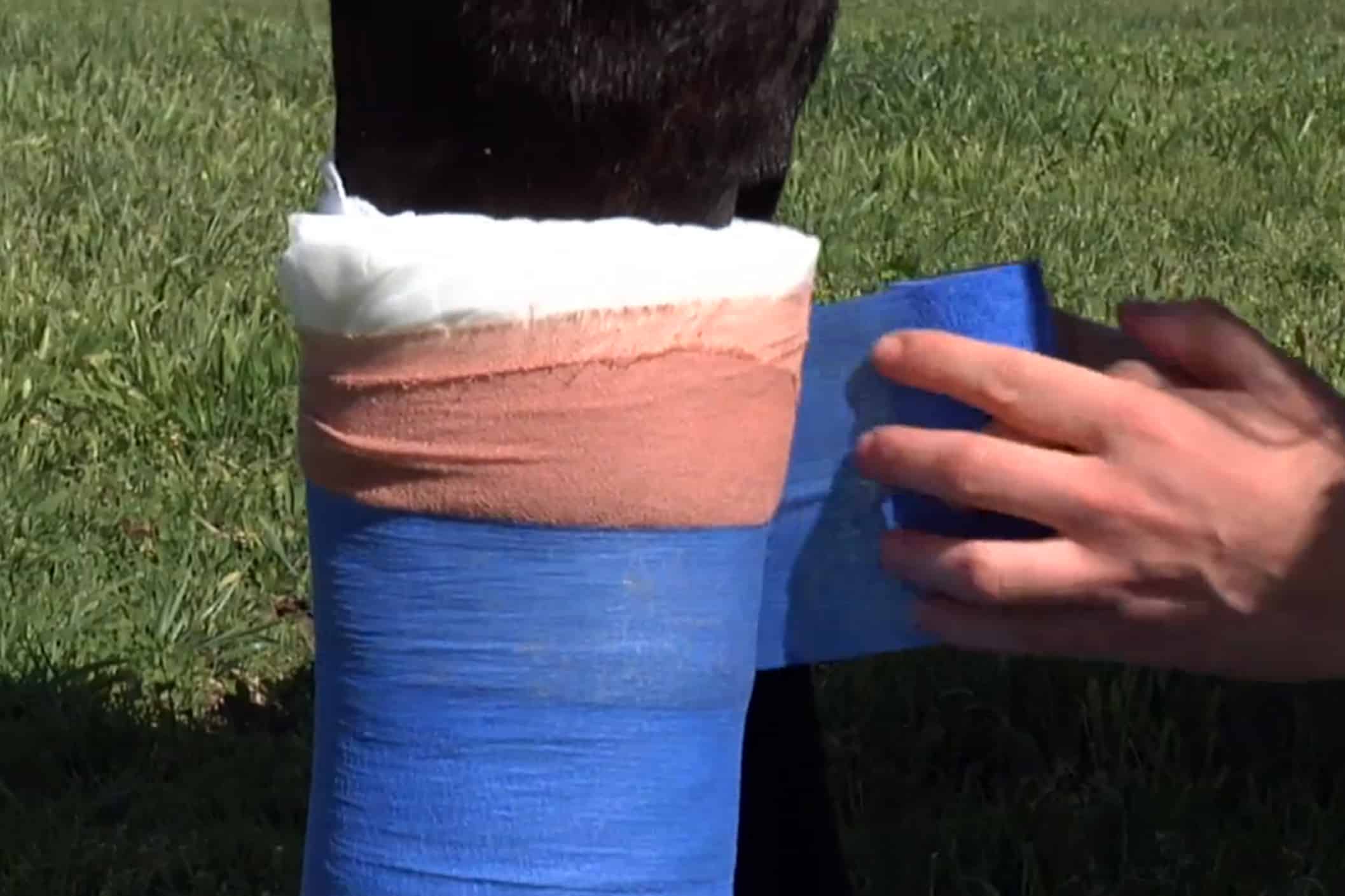 How to Bandage a Horse's Leg with Vetrap – The Horse