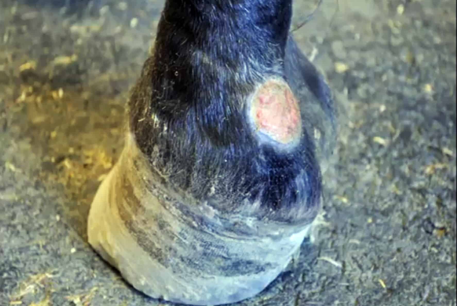 Horse Wounds Part 1: Types and Assessment – The Horse