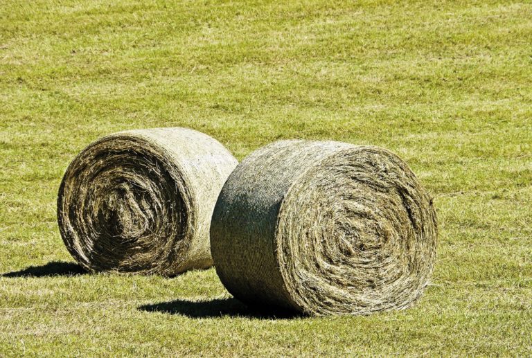 How Much Hay Will My Horse Eat in 1 Year? – The Horse