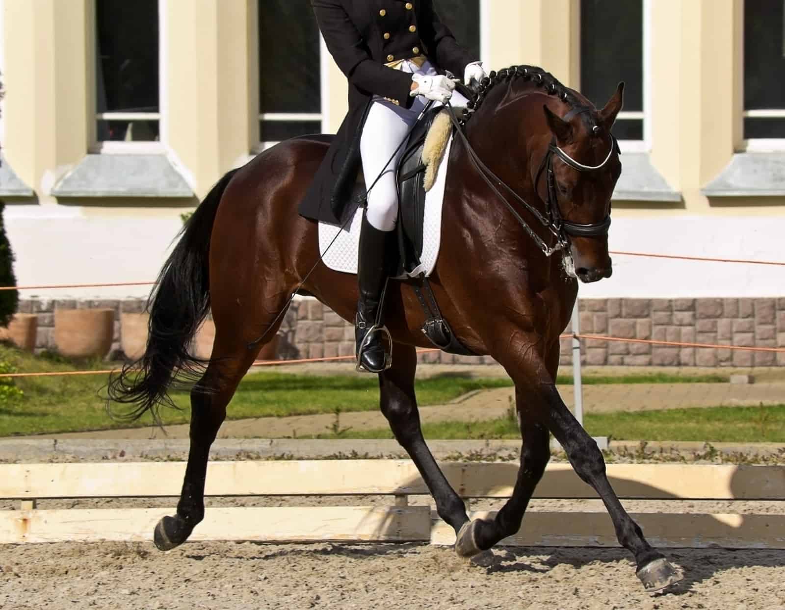 An Introduction to Basic Horse Gaits – The Horse