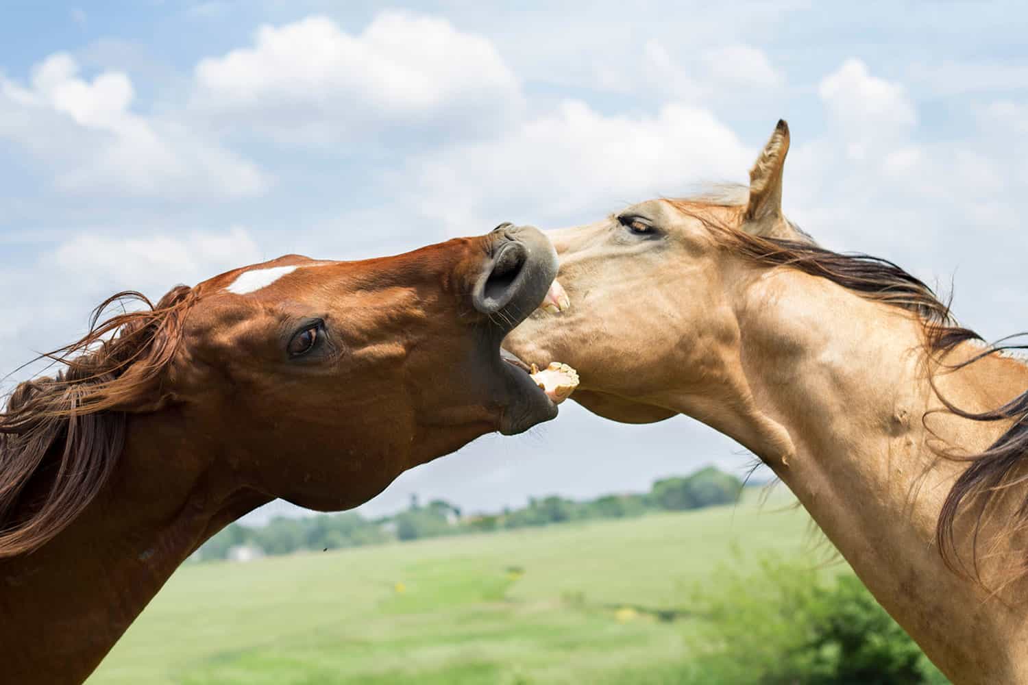 Sudden Attack: What Could Cause a Stallion to Become Aggressive? – The ...