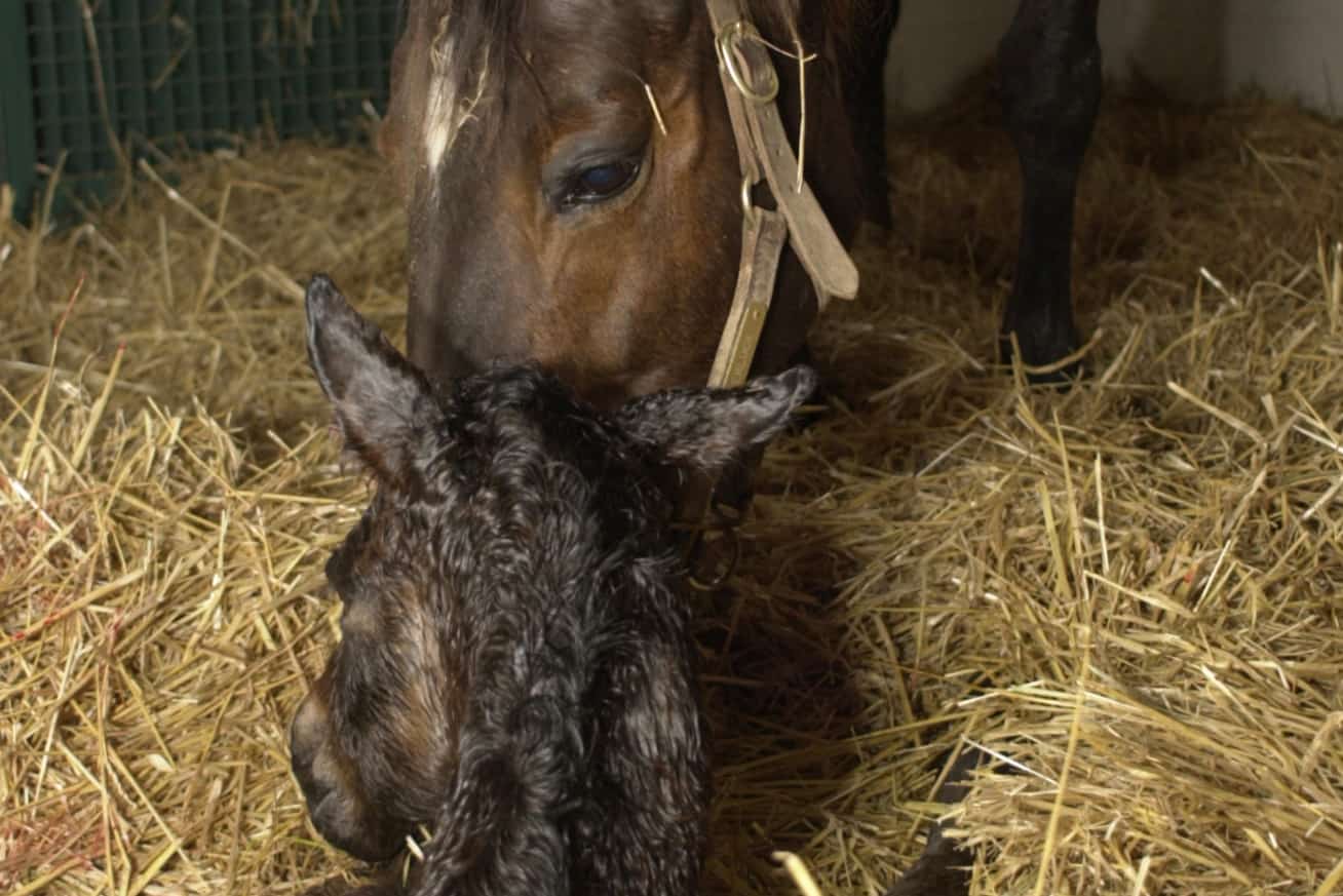 In-Depth: Reproduction in Horses (AAEP 2010) – The Horse