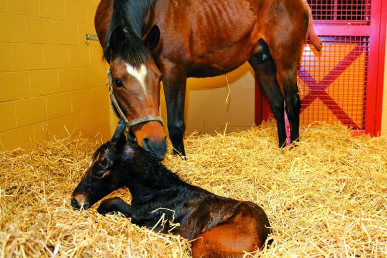 Large Colon Volvulus in the Postpartum Mare – The Horse