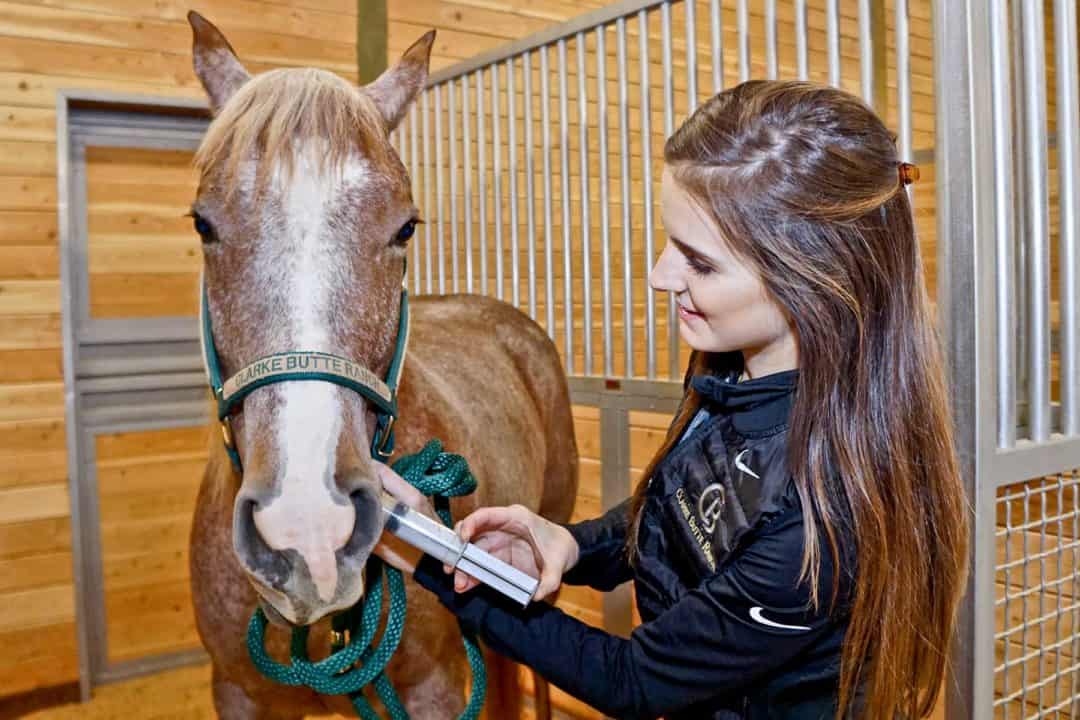 Tips for Getting Horses to Eat Medications – The Horse