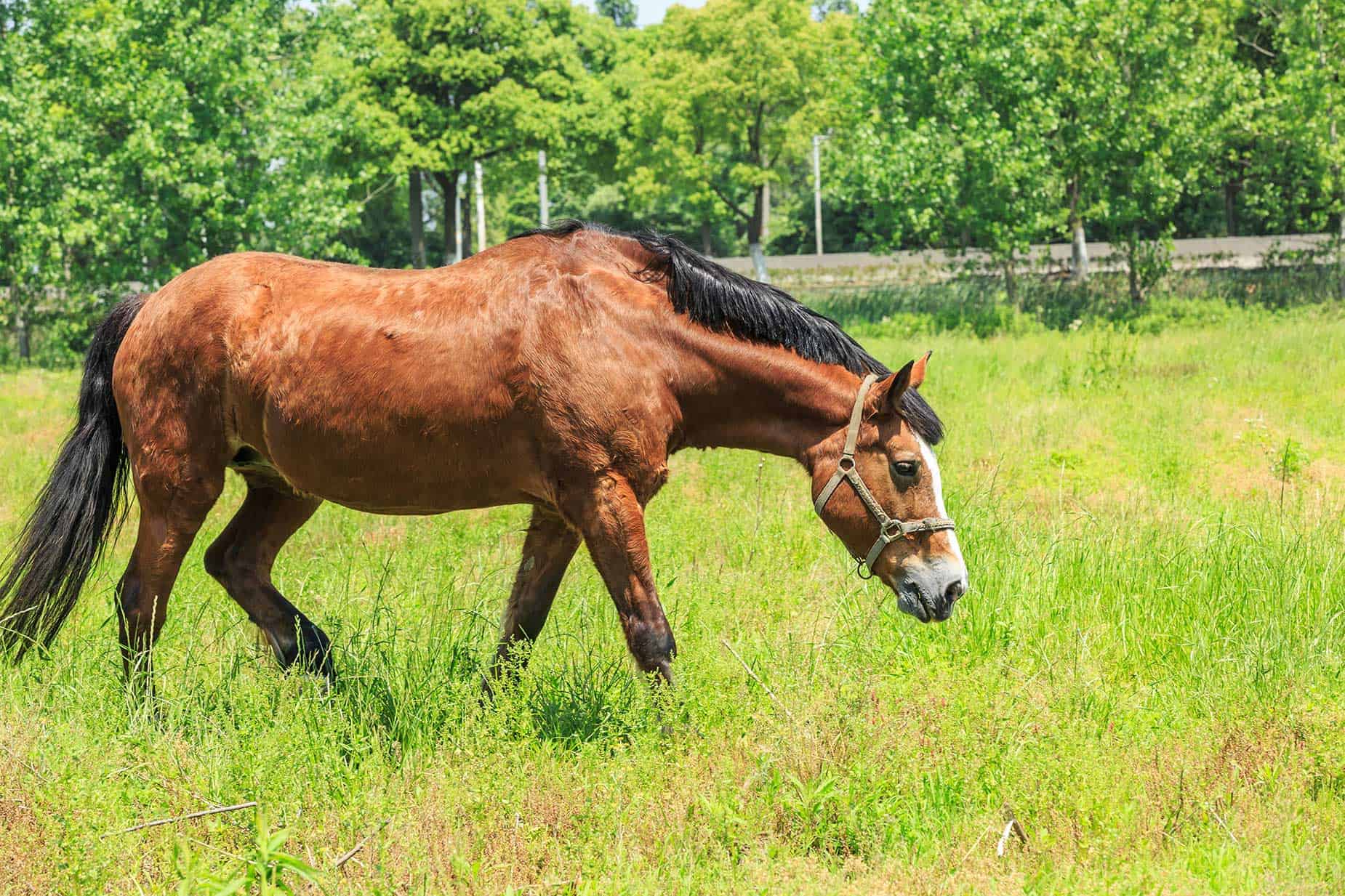 Poll: Shedding Season – The Horse