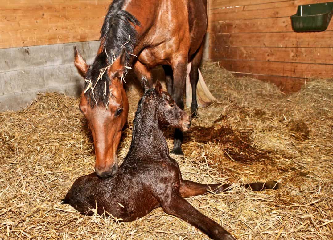 Post-Foaling Red Flags – The Horse
