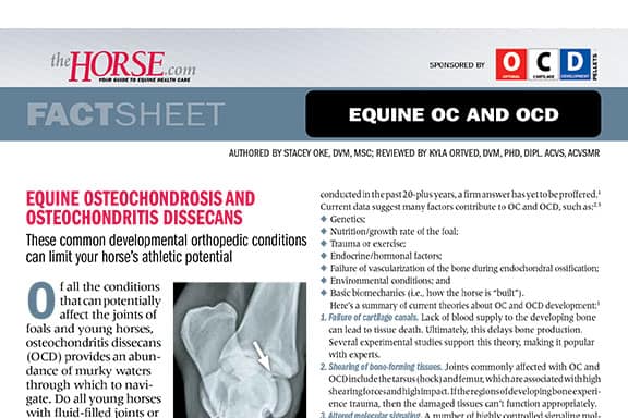Fact Sheet: OCD in Horses – The Horse