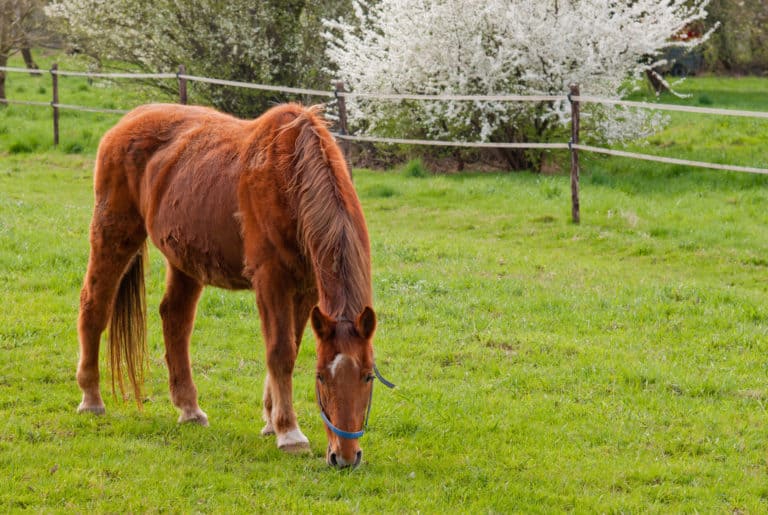 PPID, ID, or Both? Diagnosing Equine Endocrine Disorders – The Horse