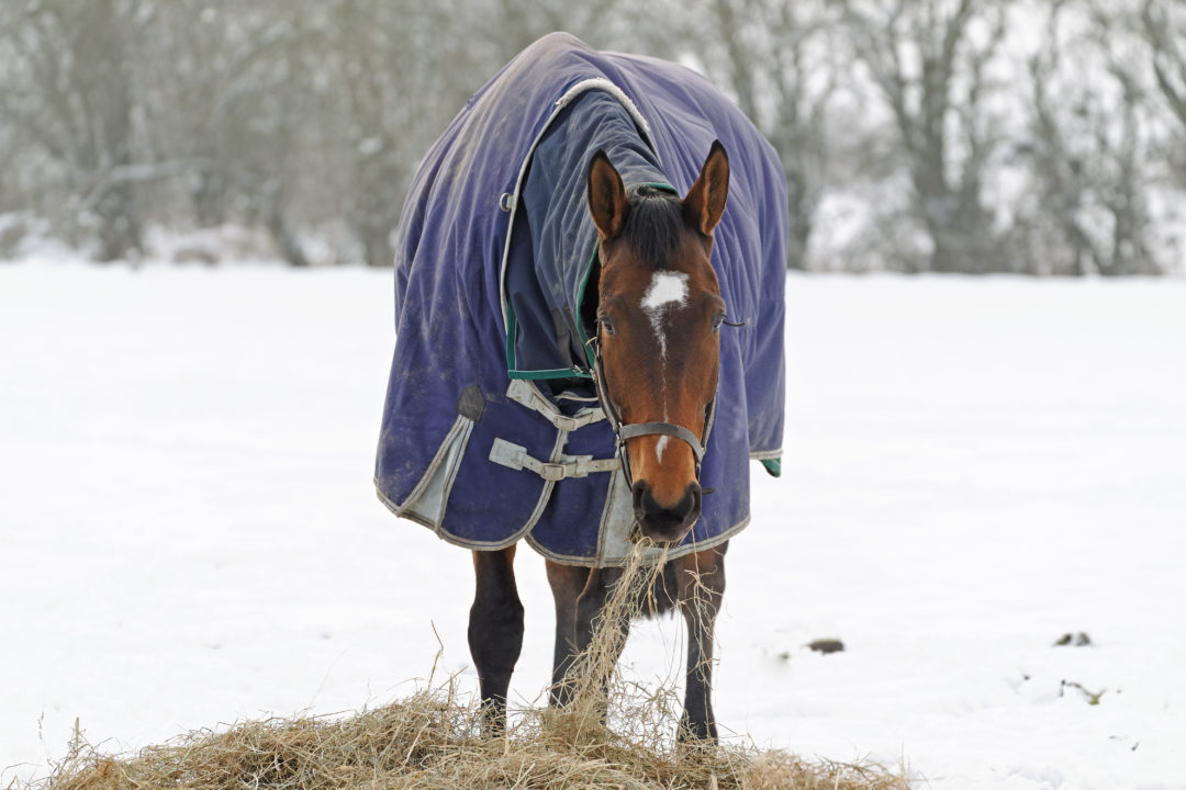 Feeding Off-Track Thoroughbreds – The Horse